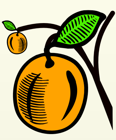 Meruňka - Bohuslavická pálenka